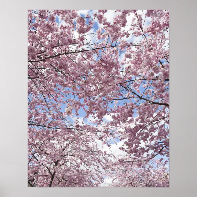Cherry trees in blossom poster | Zazzle