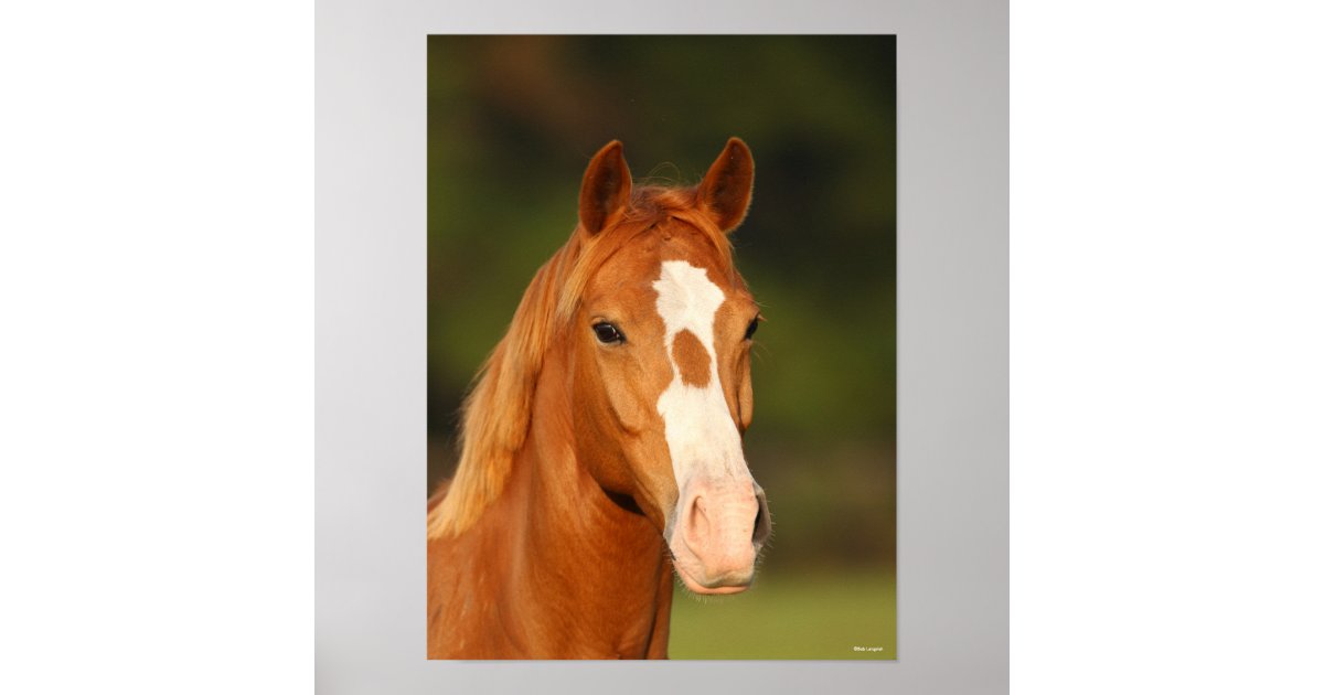 Chestnut Oldenburg Cross Welsh Headshot Poster | Zazzle