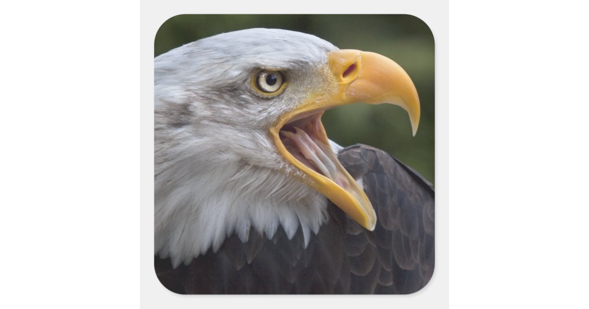 Cheyenne Sticker Zazzle