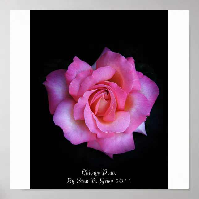 Chicago Peace Rose By Stan The Roseman Poster | Zazzle