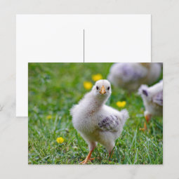 Chicken Baby Chick Photo Postcard | Zazzle