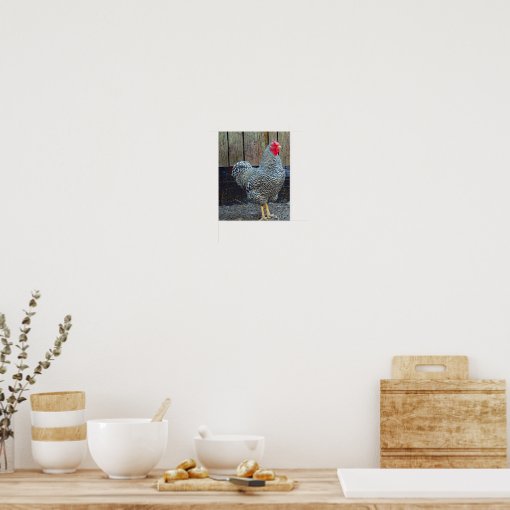 Chicken Black and White Rooster Photo Poster | Zazzle