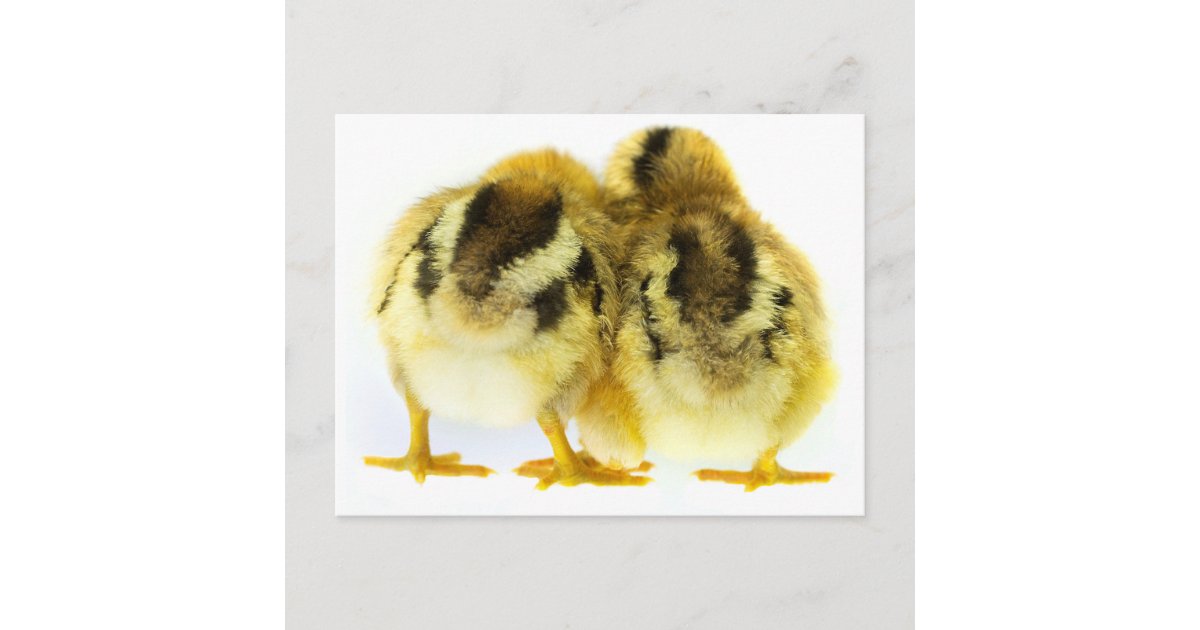 Chicken Butt Postcard | Zazzle