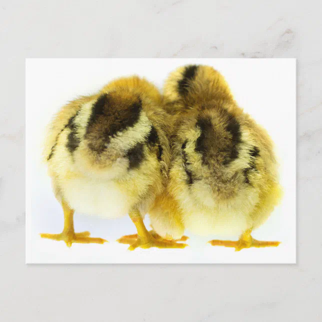 Chicken Butt Postcard | Zazzle