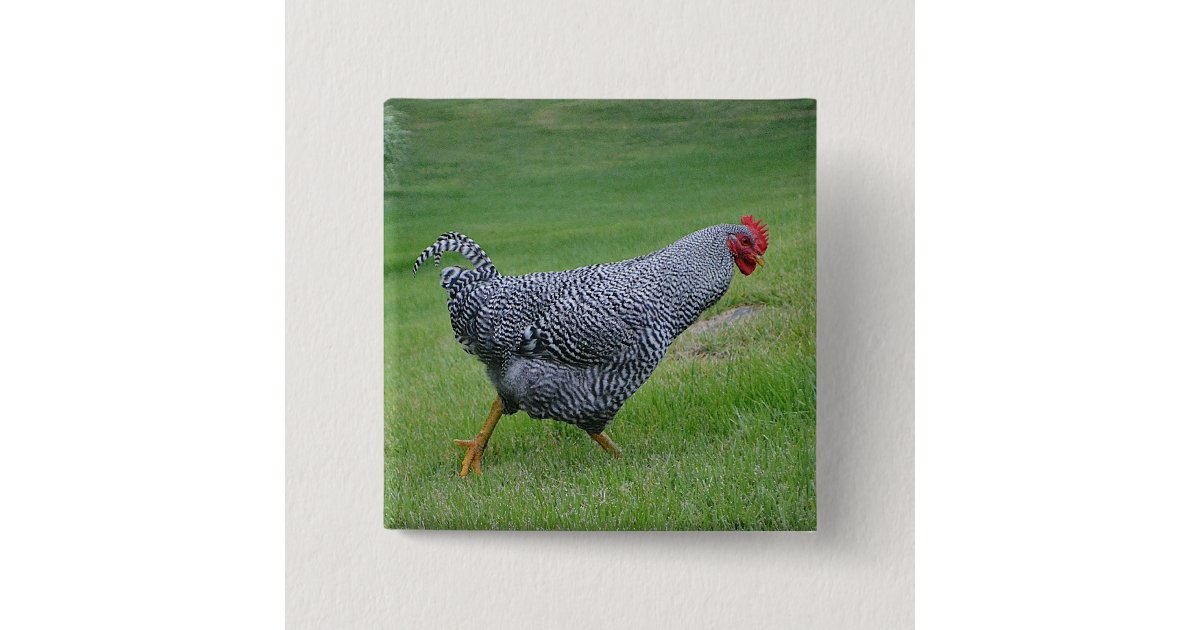 Chicken Button | Zazzle