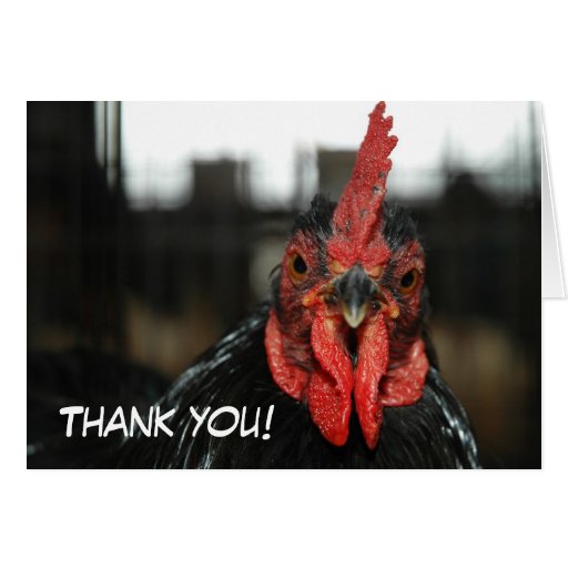 CHICKEN CARD: Thank you Card | Zazzle