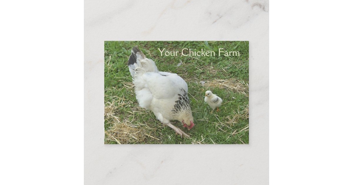 Chicken farm business card | Zazzle