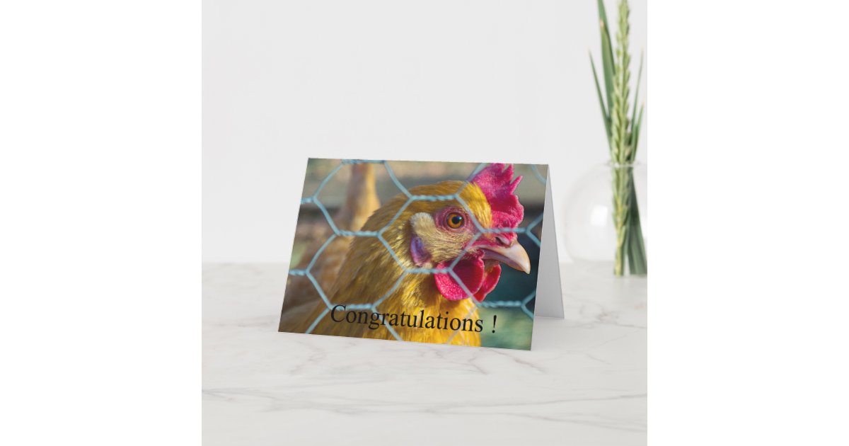 Chicken graduation card | Zazzle