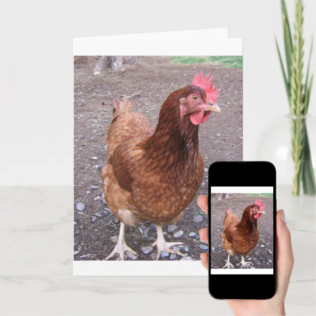 Chicken greeting card | Zazzle
