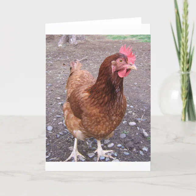 Chicken greeting card | Zazzle