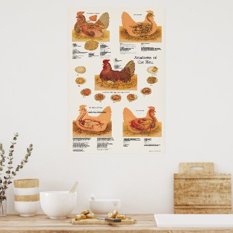 Chicken Hen Anatomy Poster | Zazzle