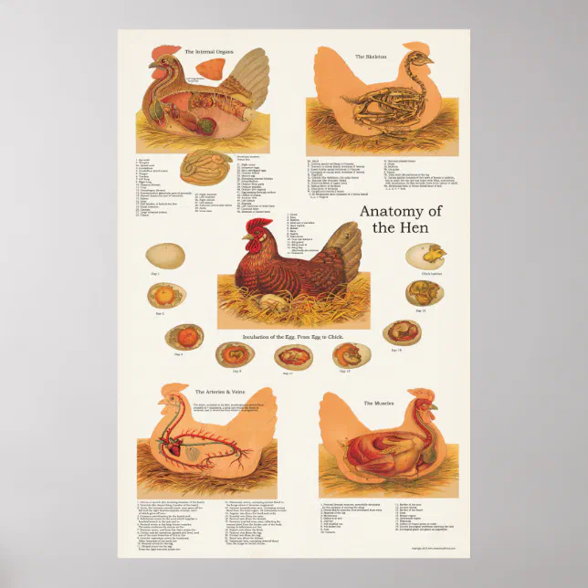 Chicken Hen Anatomy Poster | Zazzle