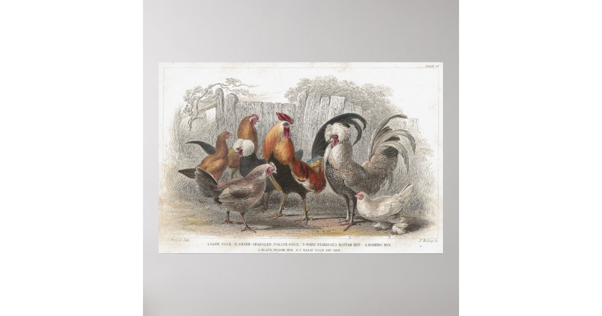 Chicken & Hen Antique Lithographic print | Zazzle