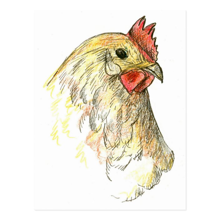 Chicken Hen Bird Farm Animal Drawing Postcard | Zazzle.com