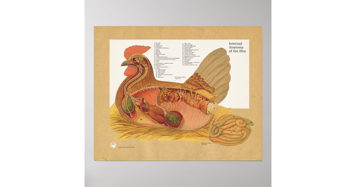 Chicken Hen Internal Anatomy Chart | Zazzle