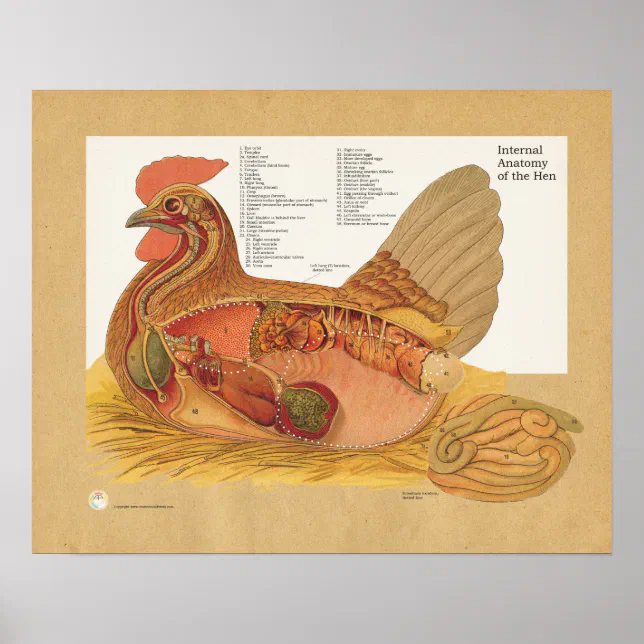 Chicken Hen Internal Anatomy Chart | Zazzle