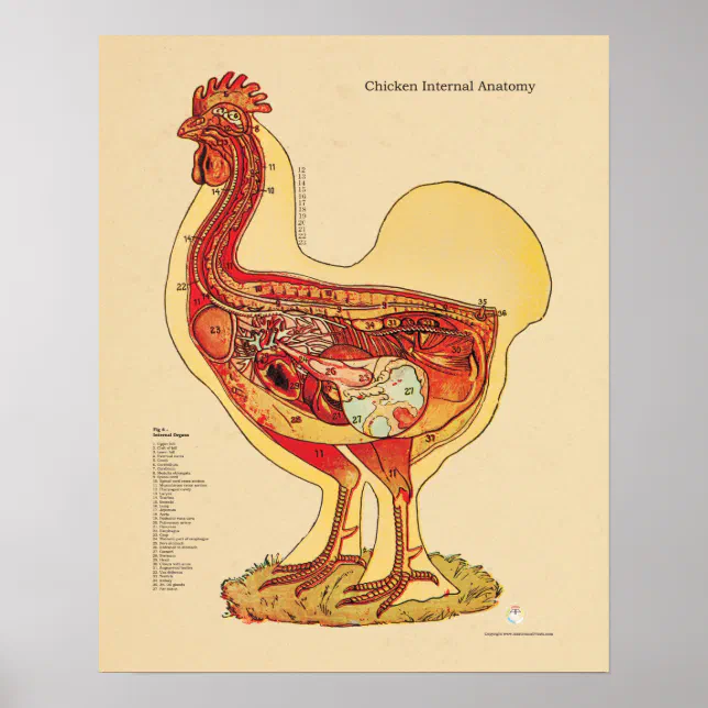 Internal Anatomy Of A Chicken How Should Chicken Look On The Inside