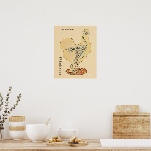 Chicken Hen Skeletal Anatomy Chart Veterinary | Zazzle