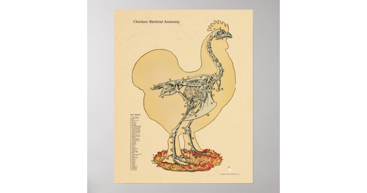 Chicken Hen Skeletal Anatomy Chart Veterinary | Zazzle