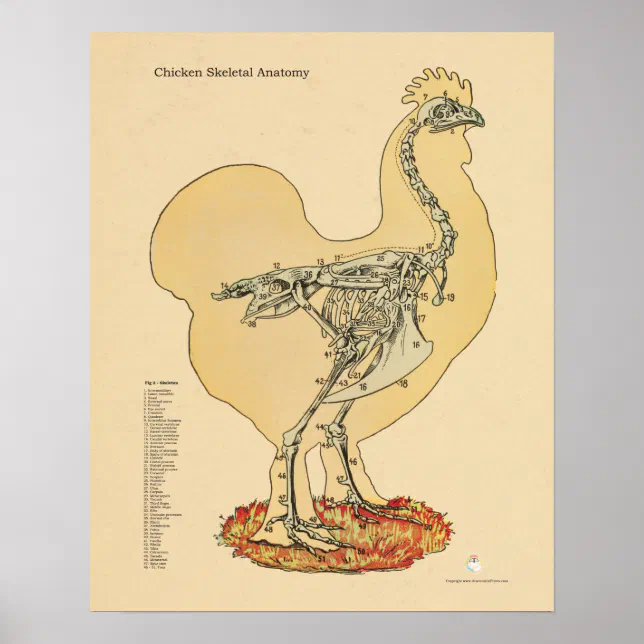 Chicken Hen Skeletal Anatomy Chart Veterinary | Zazzle