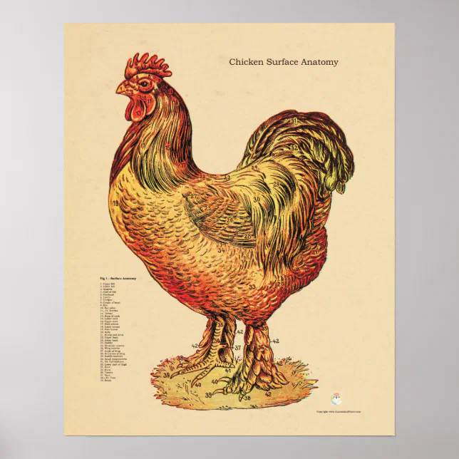 Chicken Hen Surface Anatomy Chart Veterinary | Zazzle
