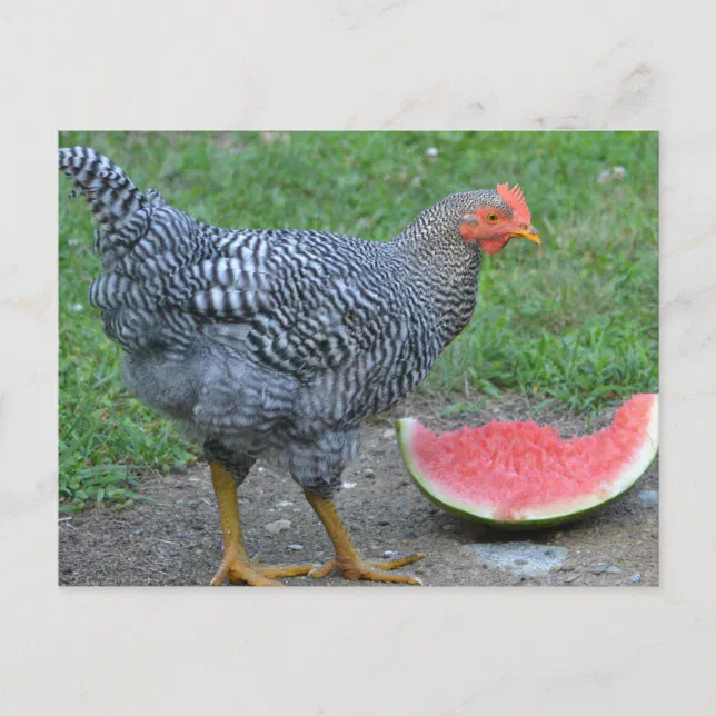 Chicken Loves Watermelon Postcard | Zazzle