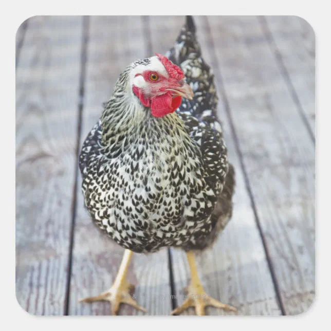 Chicken on wood deck, Silver Laced Wyandotte Square Sticker | Zazzle