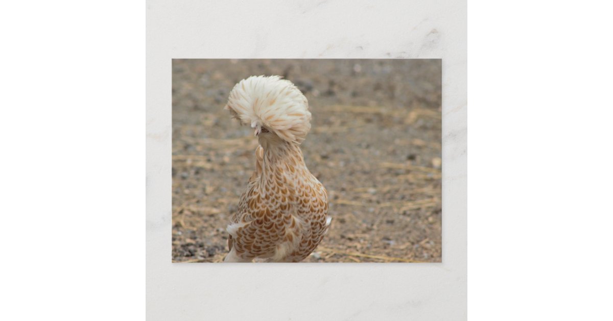 Chicken Photo Postcard | Zazzle