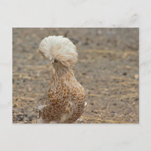 Chicken Photo Postcard | Zazzle