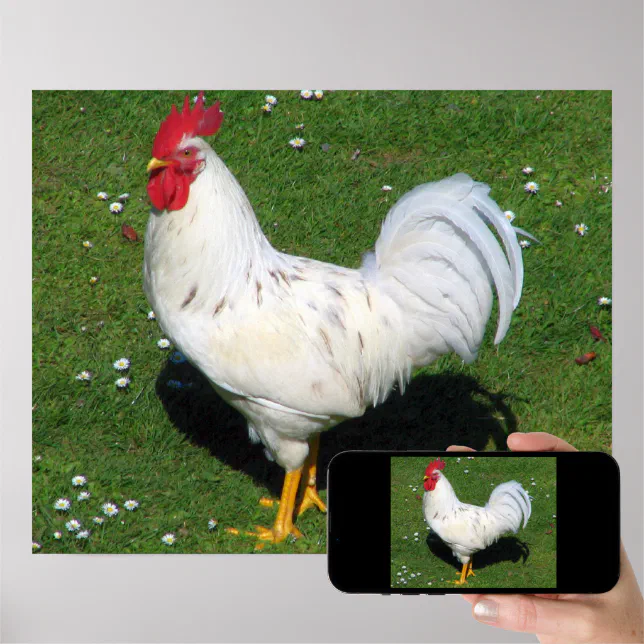 Chicken Poster | Zazzle
