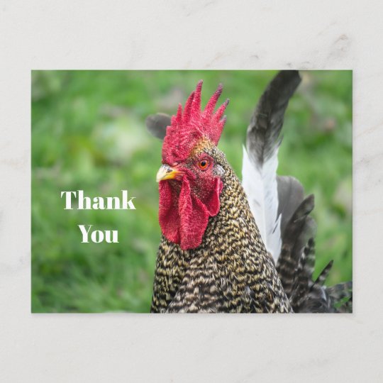 Chicken Rooster Photo Thank You Postcard | Zazzle.com