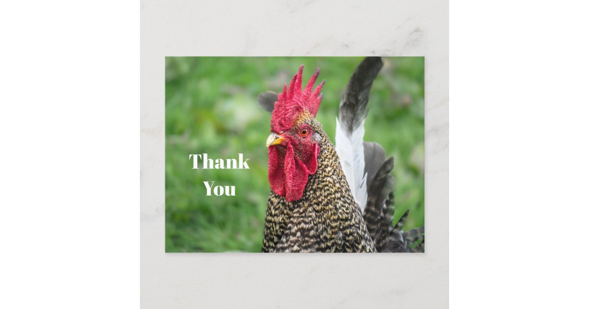 Chicken Rooster Photo Thank You Postcard | Zazzle