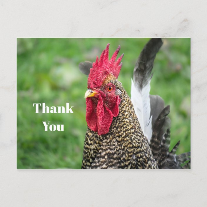 Chicken Rooster Photo Thank You Postcard | Zazzle.com