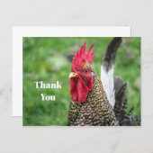 Chicken Rooster Photo Thank You Postcard | Zazzle