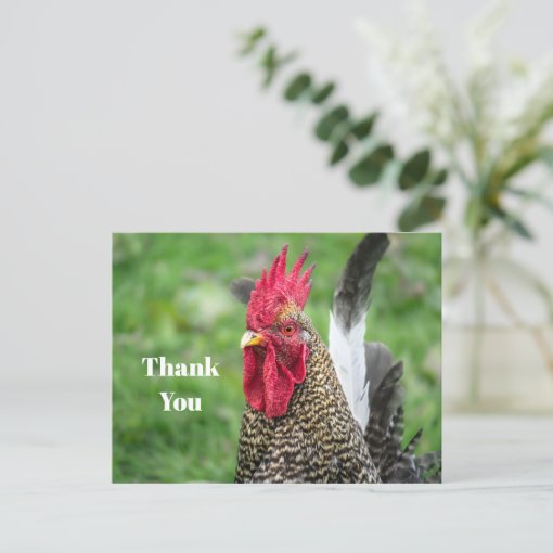 Chicken Rooster Photo Thank You Postcard | Zazzle
