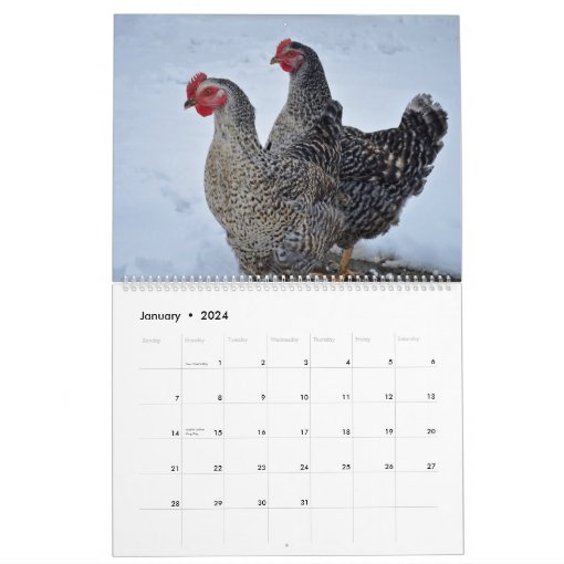 Chickens Calendar | Zazzle
