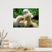 Chicks and Duckling Poster | Zazzle