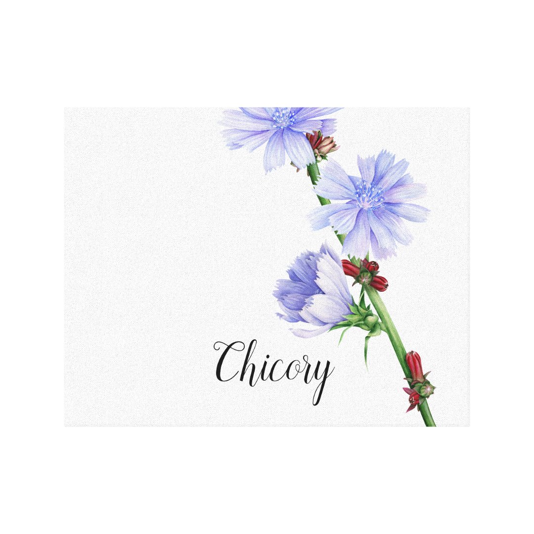 Chicory Flowers Watercolor Canvas Print | Zazzle