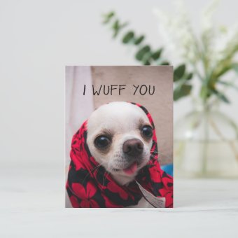 Chihuahua cute I wuff you love Valentines Postcard | Zazzle