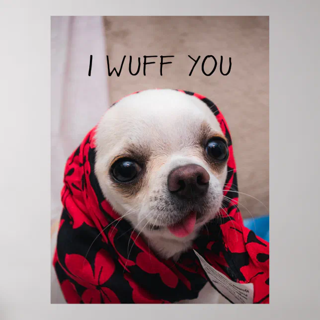 Chihuahua cute I wuff you love Valentines Poster | Zazzle