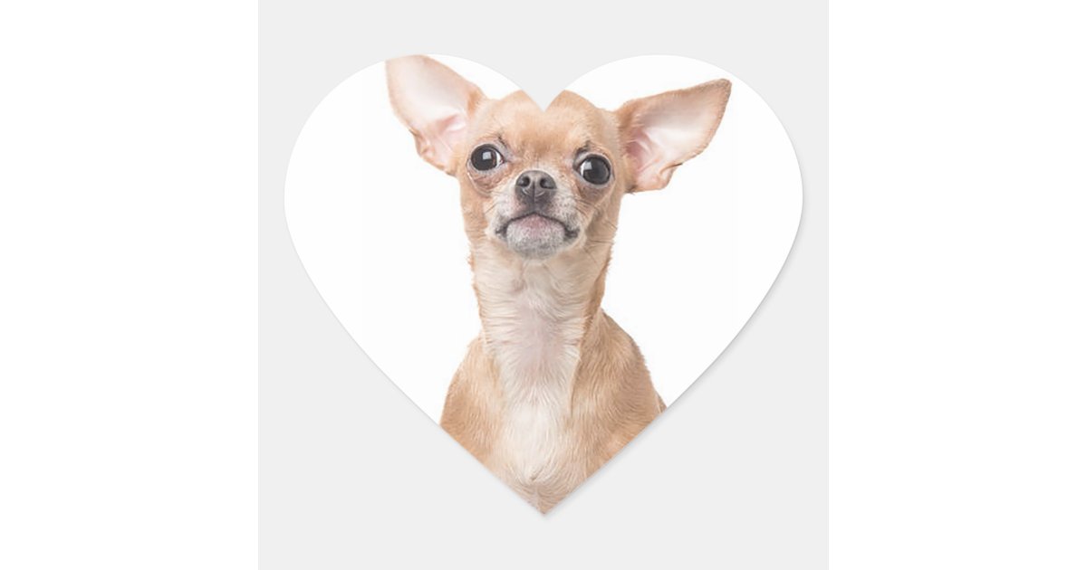 Chihuahua Puppy Dog Heart Heart Sticker | Zazzle