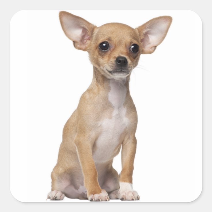 Chihuahua Puppy Dog Stickers / Seals | Zazzle