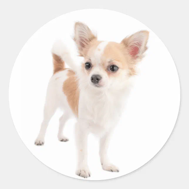 Chihuahua Puppy Dog Stickers / Seals | Zazzle