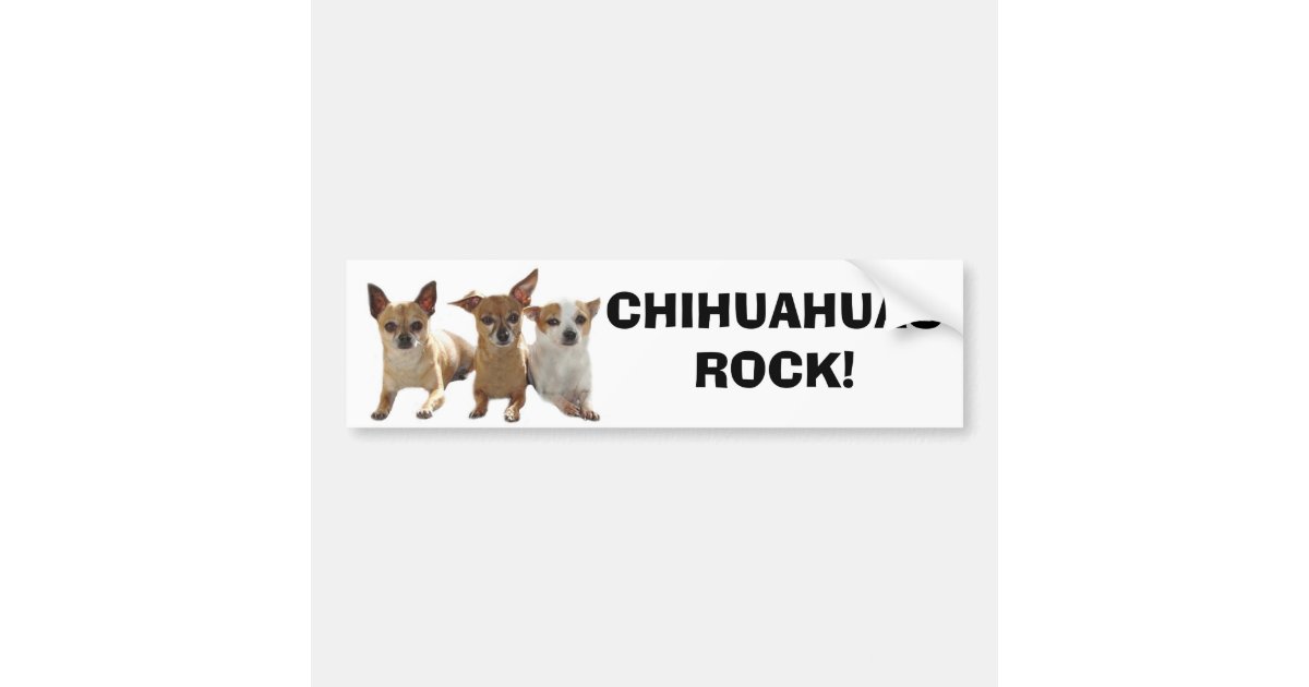 Chihuahuas Rock Bumper Sticker | Zazzle