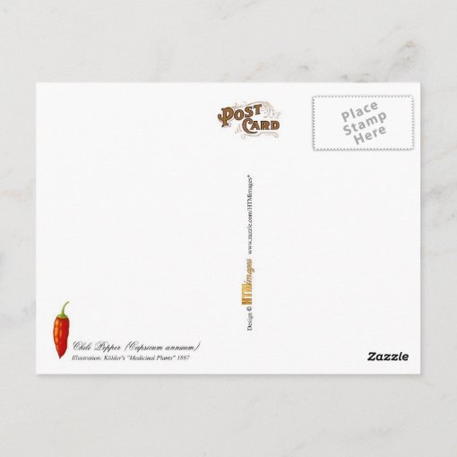 Chili Pepper - vintage illustration Postcard | Zazzle