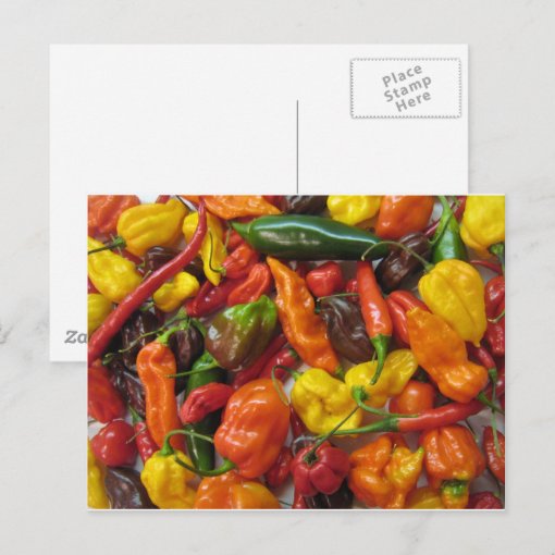 Chili Pile Postcard | Zazzle