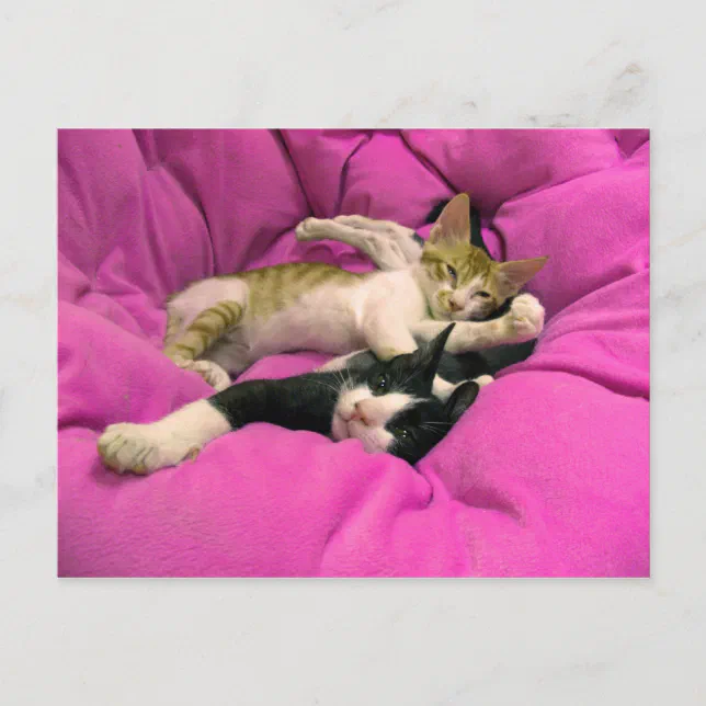Chill Bill - Relax Max - Cute cats Postcard | Zazzle