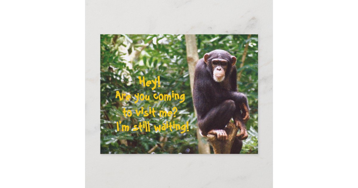 Chimp Humour Postcard | Zazzle