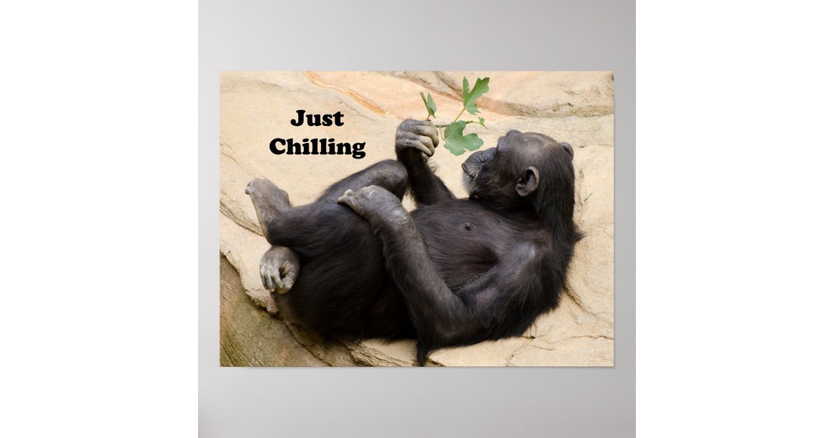 Chimp just chilling poster | Zazzle