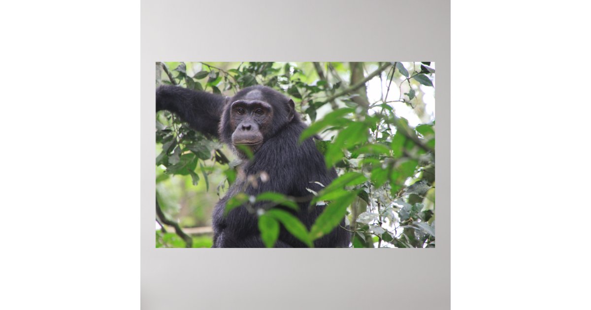 Chimp Poster | Zazzle